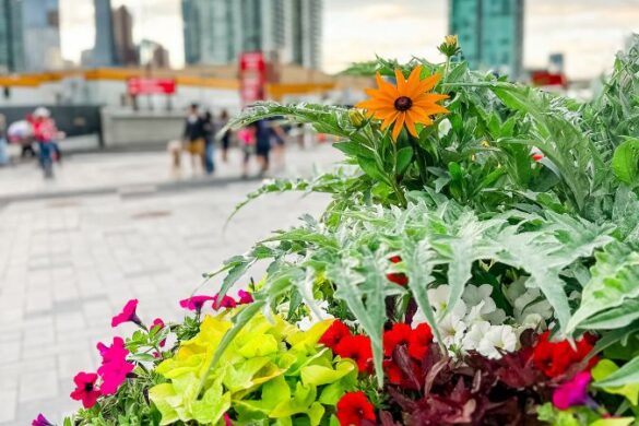 Fun Things to do in Calgary in August 2025 – Calgary Local and Fun ...